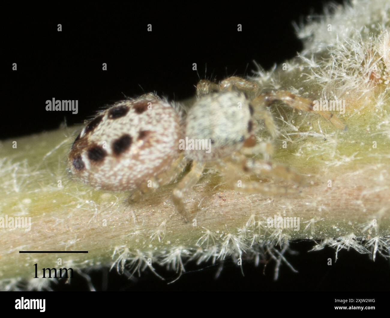 Jumping Spiders (Salticidae) Arachnida Stock Photo - Alamy