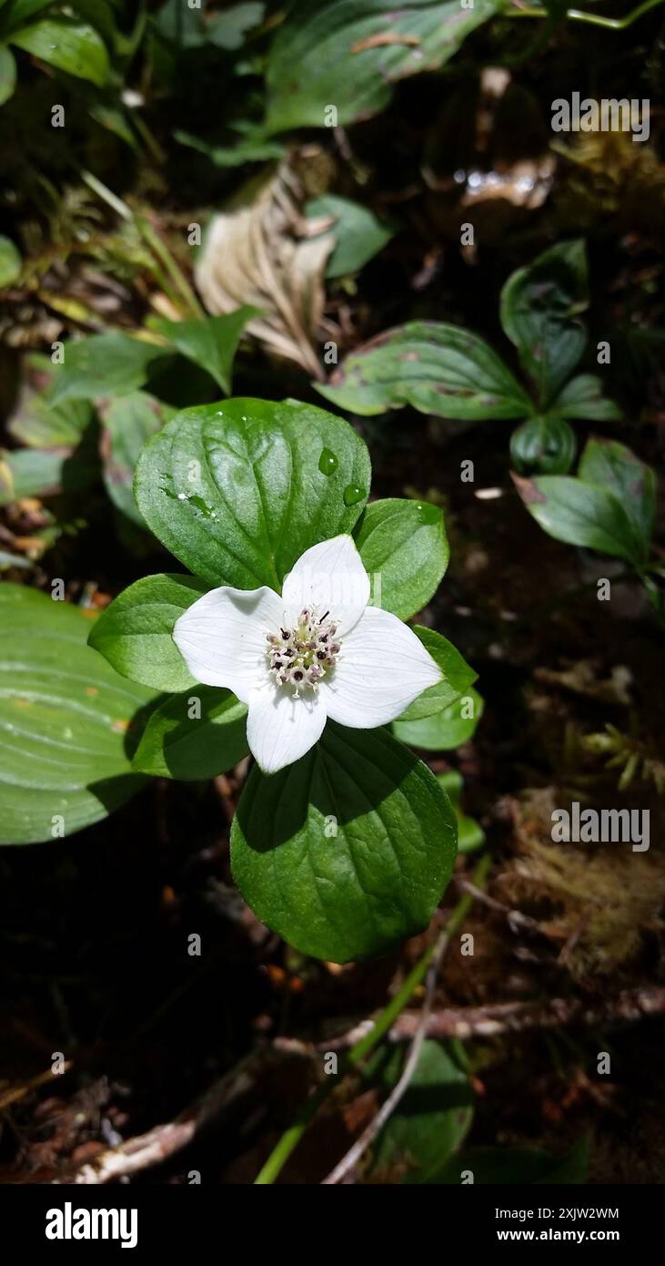 Western Bunchberry (Cornus unalaschkensis) Plantae Stock Photo - Alamy