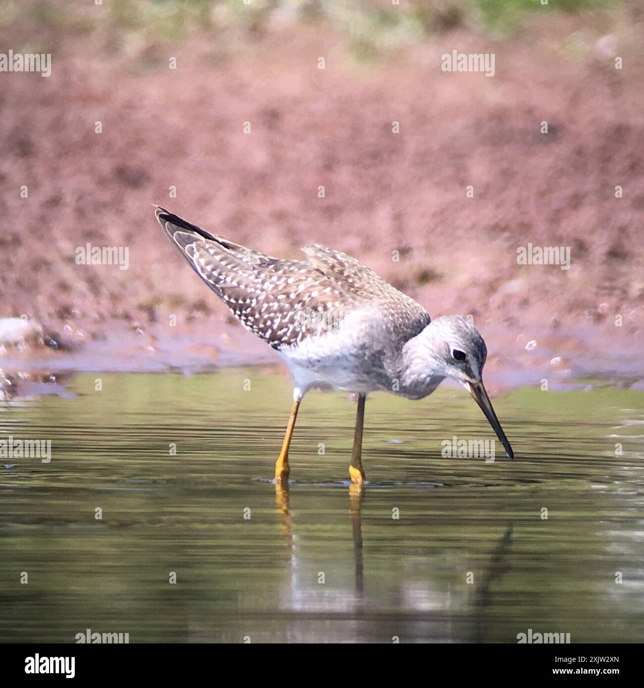 Lesser Yellowlegs (Tringa flavipes) Aves Stock Photo - Alamy