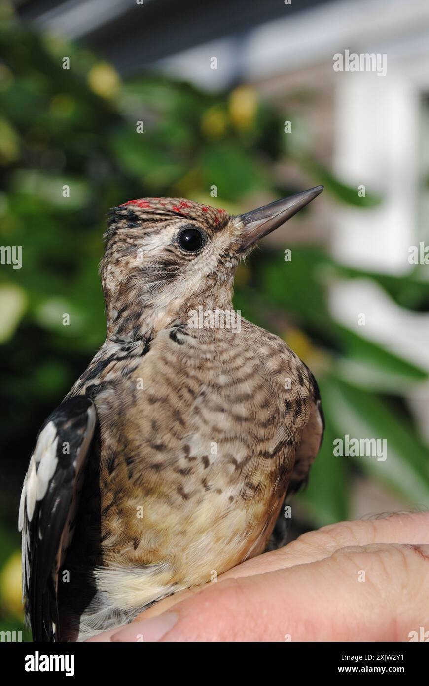 Yellow-bellied Sapsucker (Sphyrapicus varius) Aves Stock Photo - Alamy