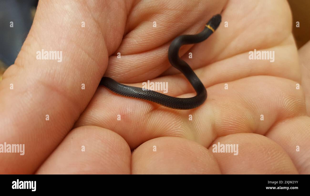 ring-necked snake (Diadophis punctatus) Reptilia Stock Photo - Alamy