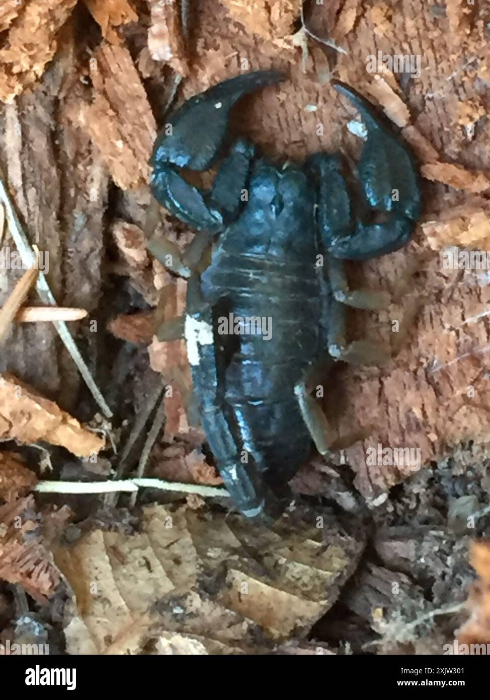 Western Forest Scorpion (Uroctonus mordax) Arachnida Stock Photo - Alamy