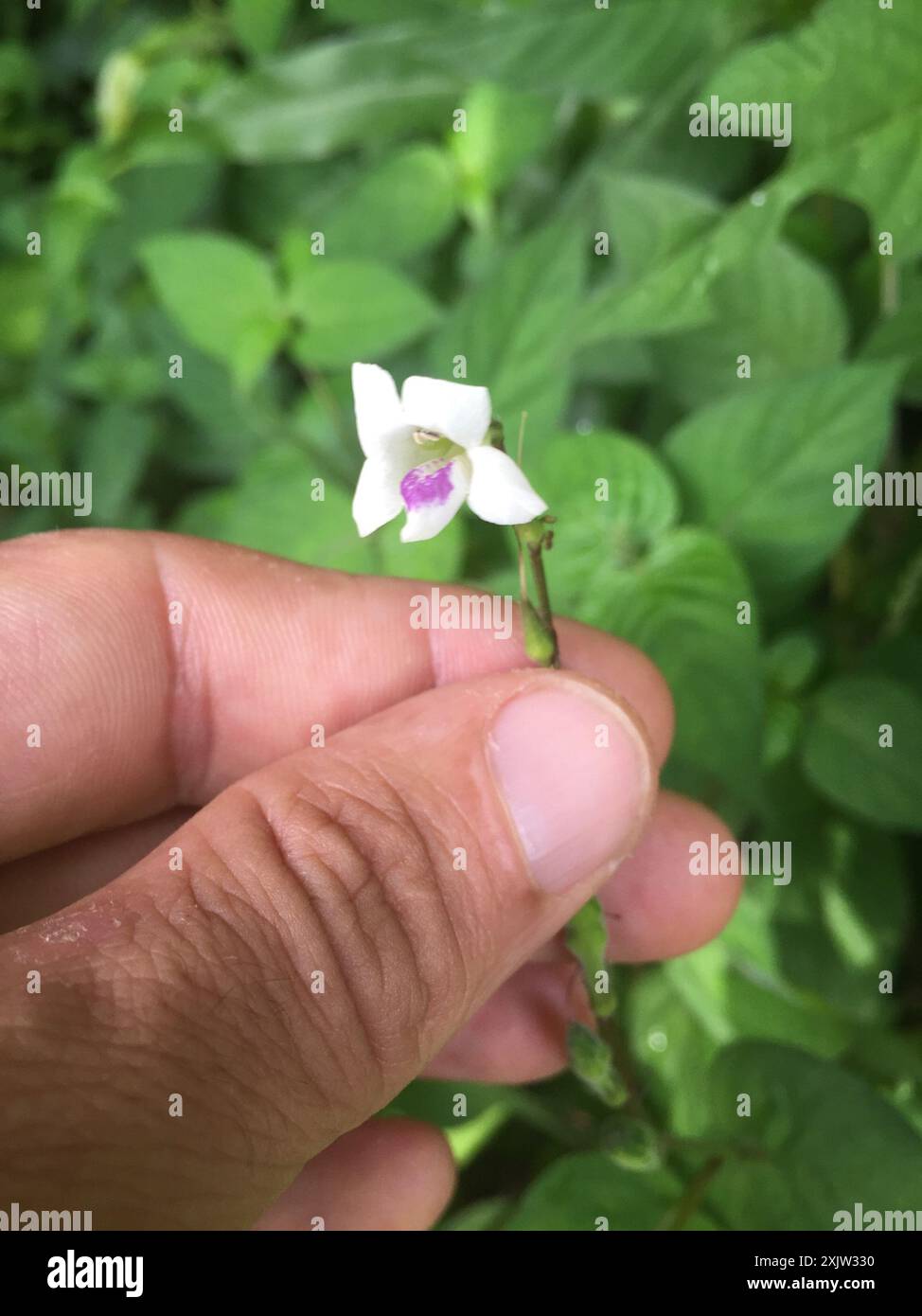 Asian Coromandel (Asystasia gangetica) Plantae Stock Photo - Alamy