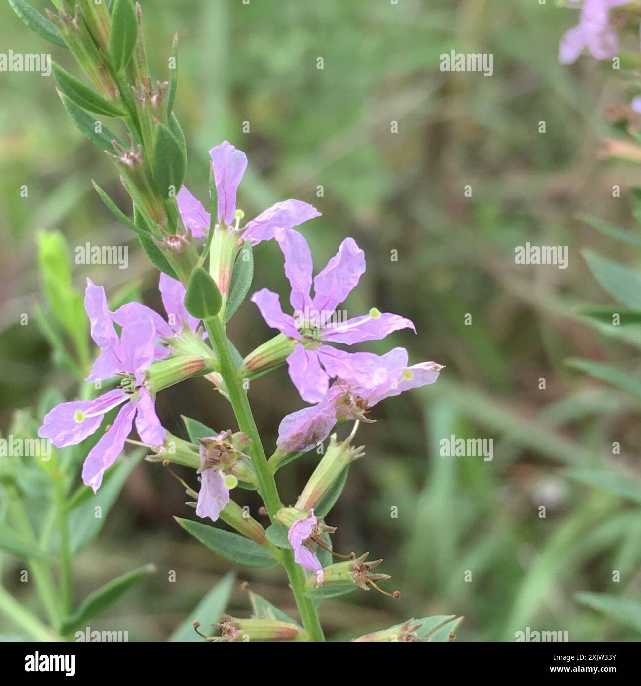 Winged Loosestrife (Lythrum alatum) Plantae Stock Photo - Alamy