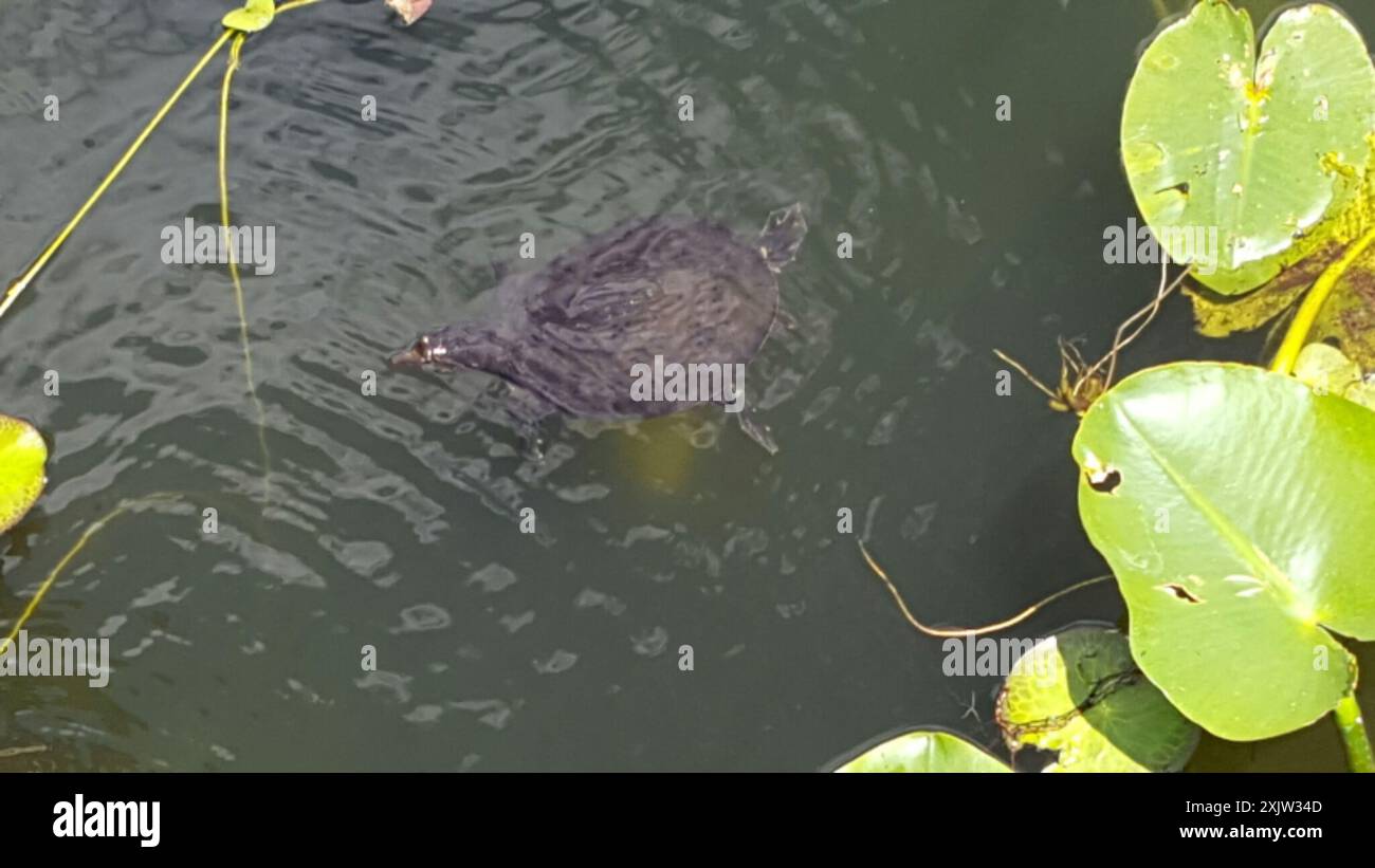 Florida Softshell Turtle (Apalone ferox) Reptilia Stock Photo - Alamy