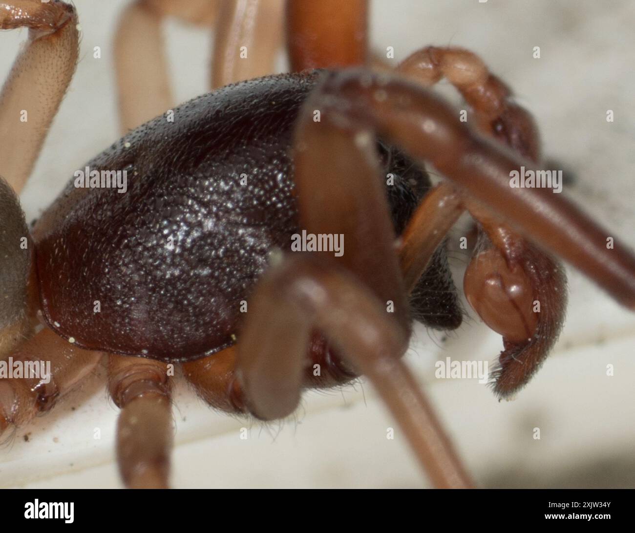 Bull-headed sac spider (Trachelas pacificus) Arachnida Stock Photo - Alamy