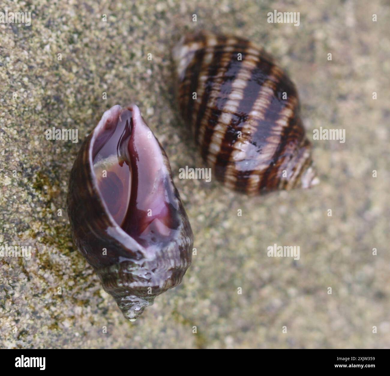 Gastropods (Gastropoda) Mollusca Stock Photo - Alamy