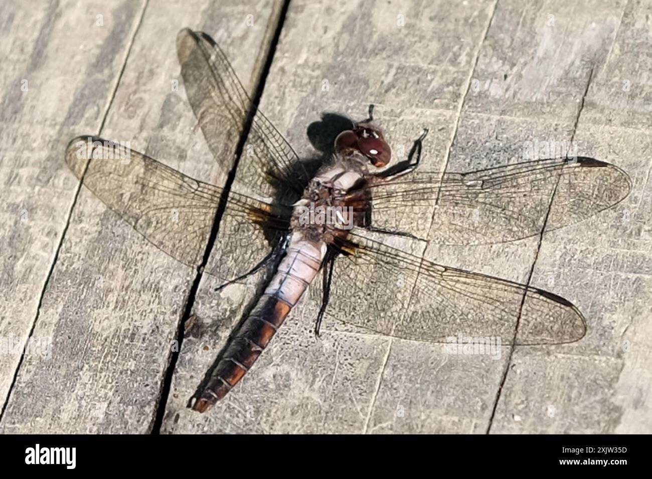 Chalk-fronted Corporal (Ladona julia) Insecta Stock Photo - Alamy