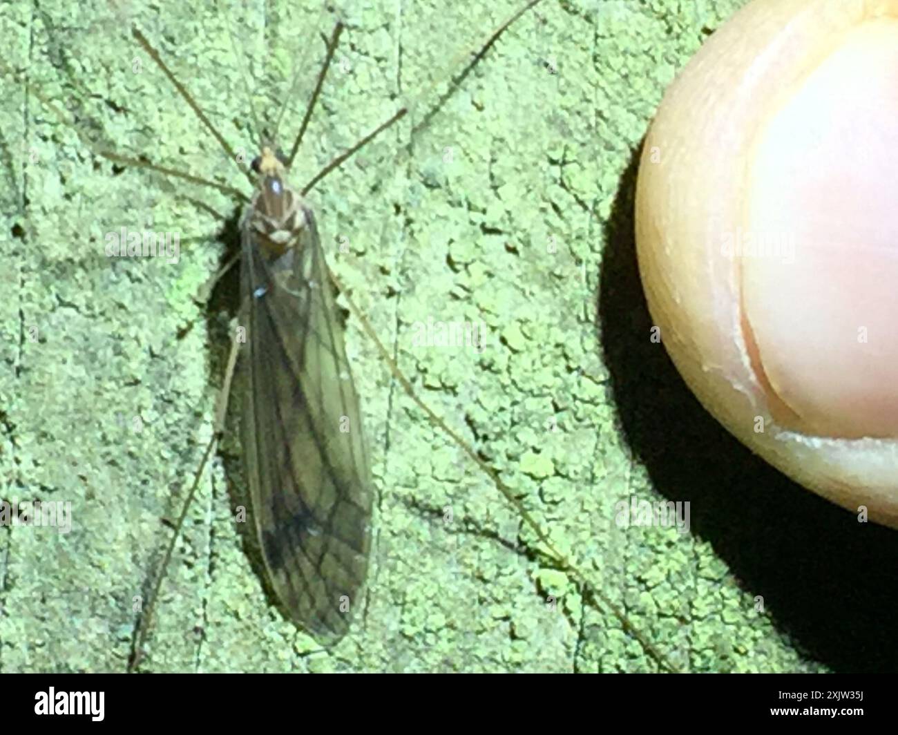 Large Crane Flies (Tipulidae) Insecta Stock Photo - Alamy