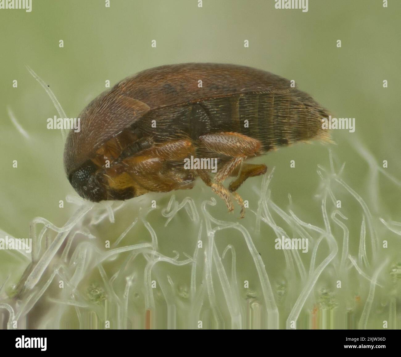 Minute Hooded Beetles (Corylophidae) Insecta Stock Photo - Alamy