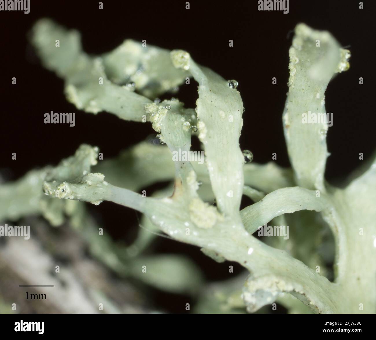 Oakmoss (Evernia prunastri) Fungi Stock Photo - Alamy