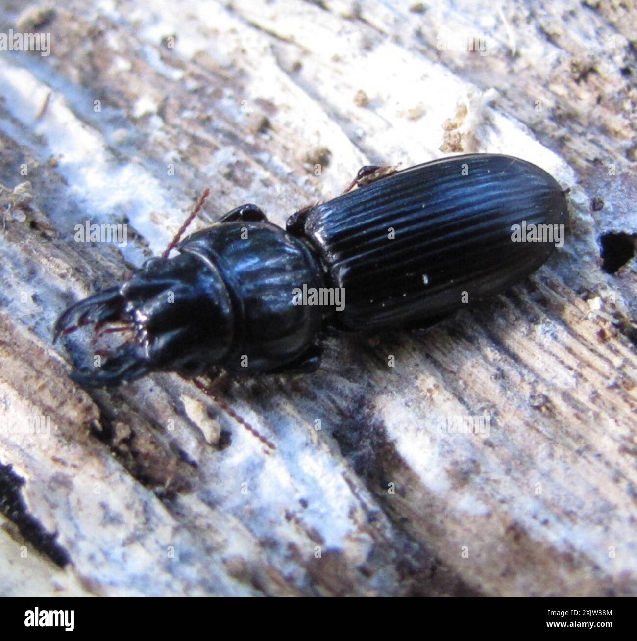 Big-headed Ground Beetle (Scarites subterraneus) Insecta Stock Photo ...