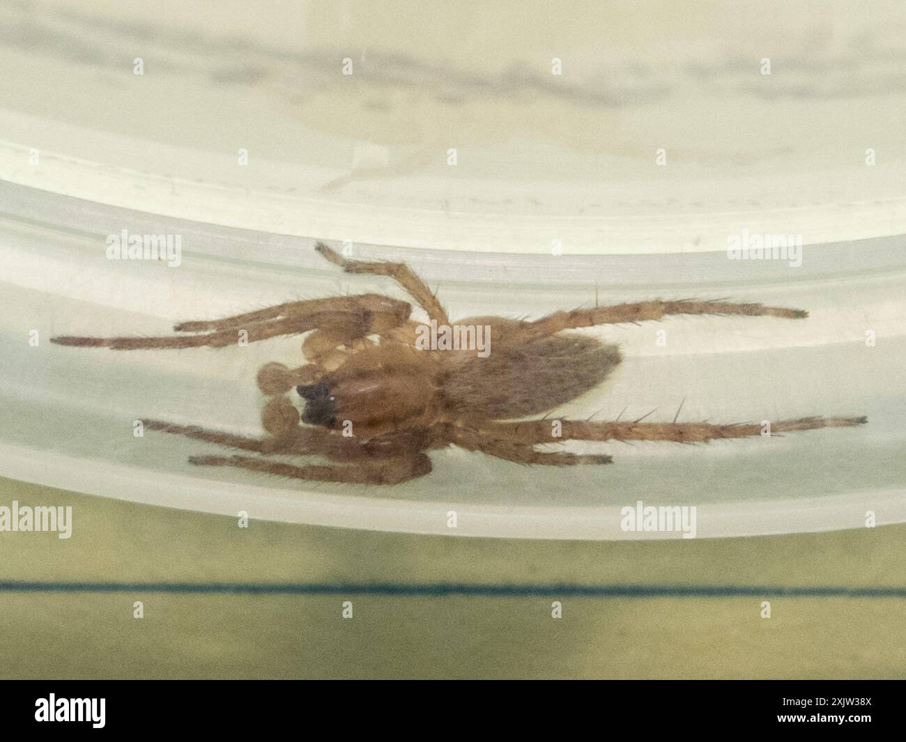 garden ghost spider (Hibana gracilis) Arachnida Stock Photo - Alamy