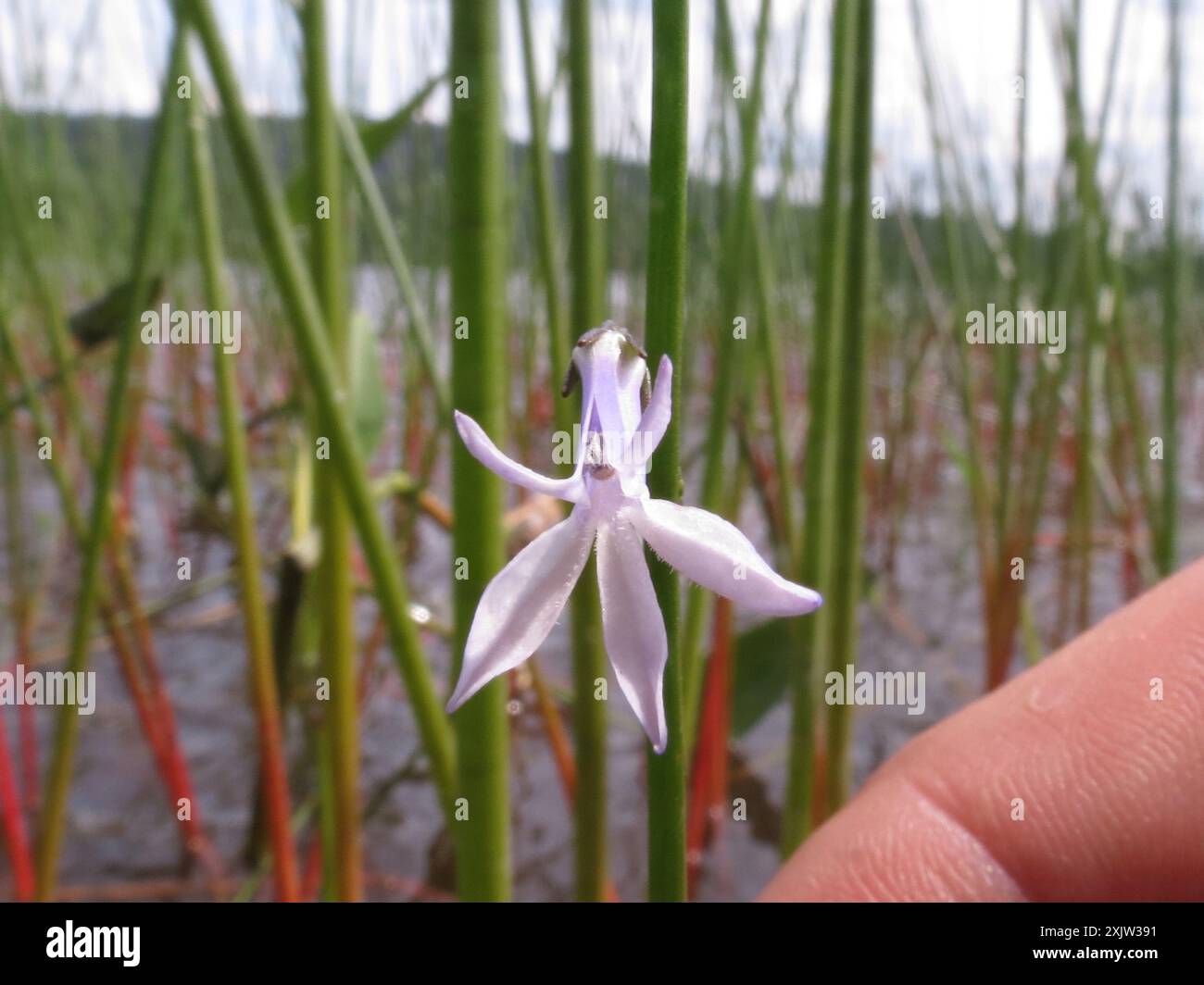 Water Lobelia (Lobelia dortmanna) Plantae Stock Photo - Alamy