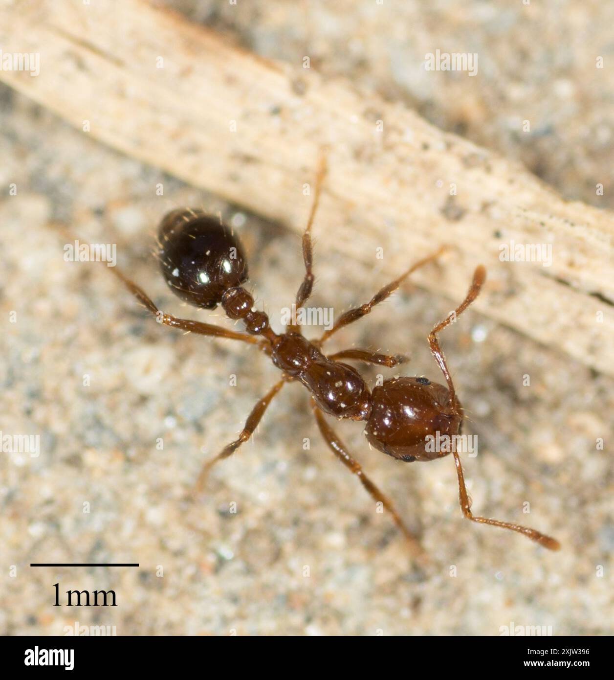 Red Imported Fire Ant (Solenopsis invicta) Insecta Stock Photo - Alamy