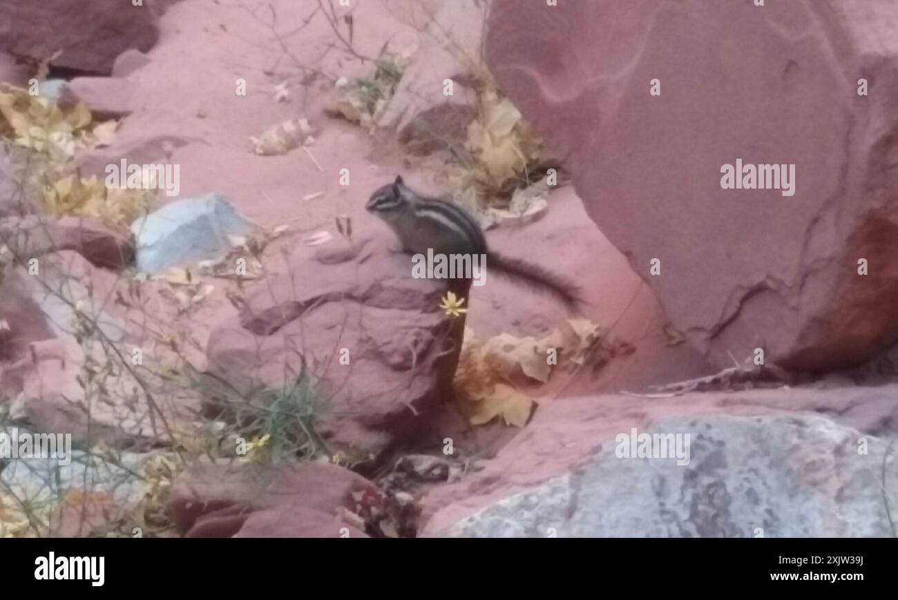 Western Chipmunks (Neotamias) Mammalia Stock Photo - Alamy