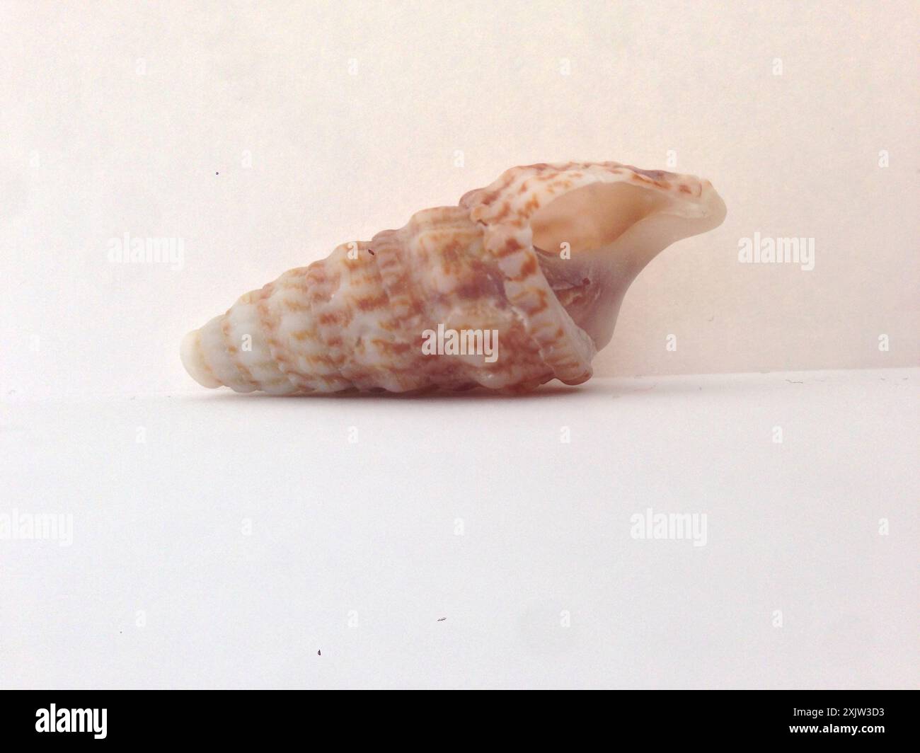 Horn Shell (Cerithium vulgatum) Mollusca Stock Photo - Alamy
