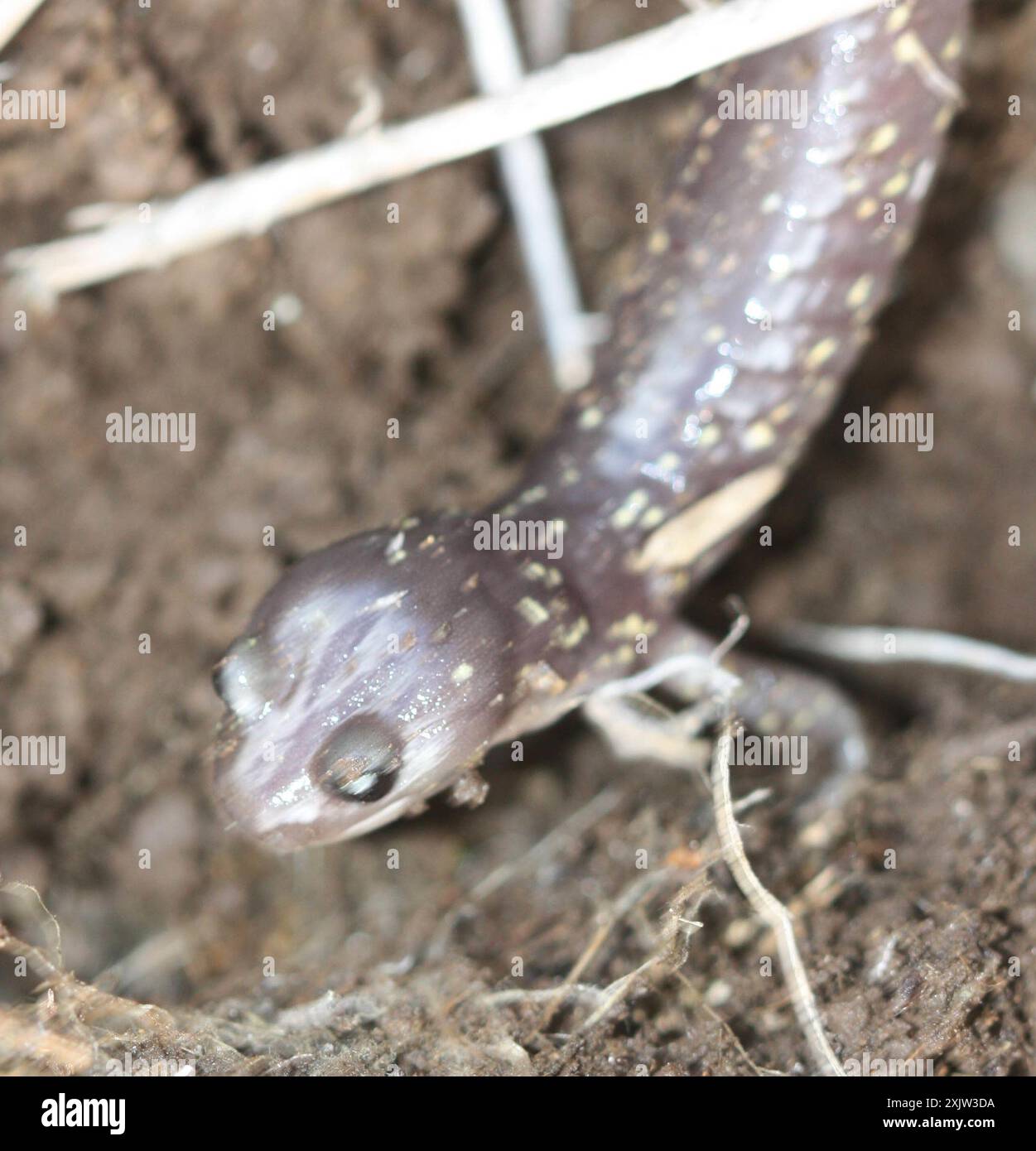 Arboreal Salamander (Aneides lugubris) Amphibia Stock Photo - Alamy