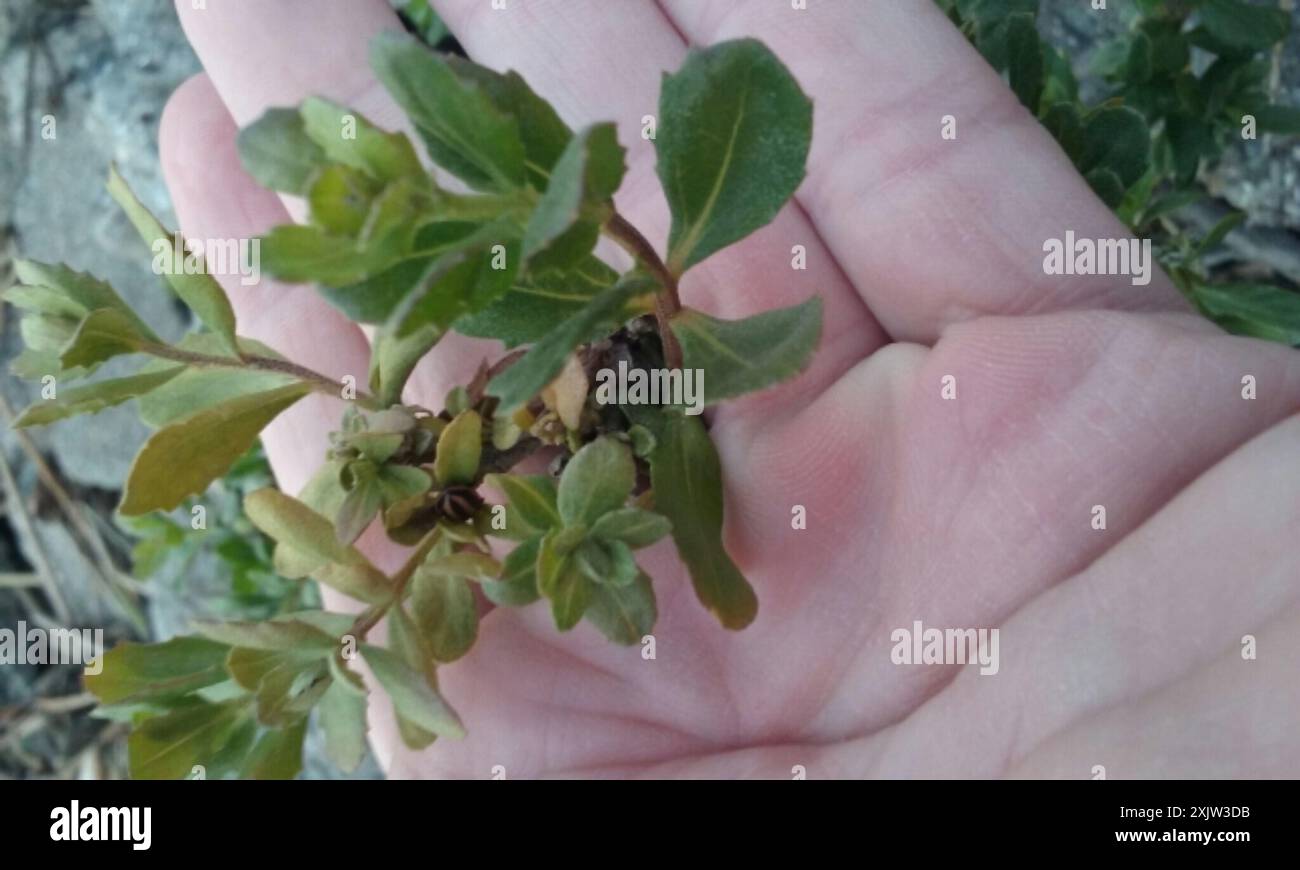 Chaparral Coyote Brush (Baccharis pilularis consanguinea) Plantae Stock ...