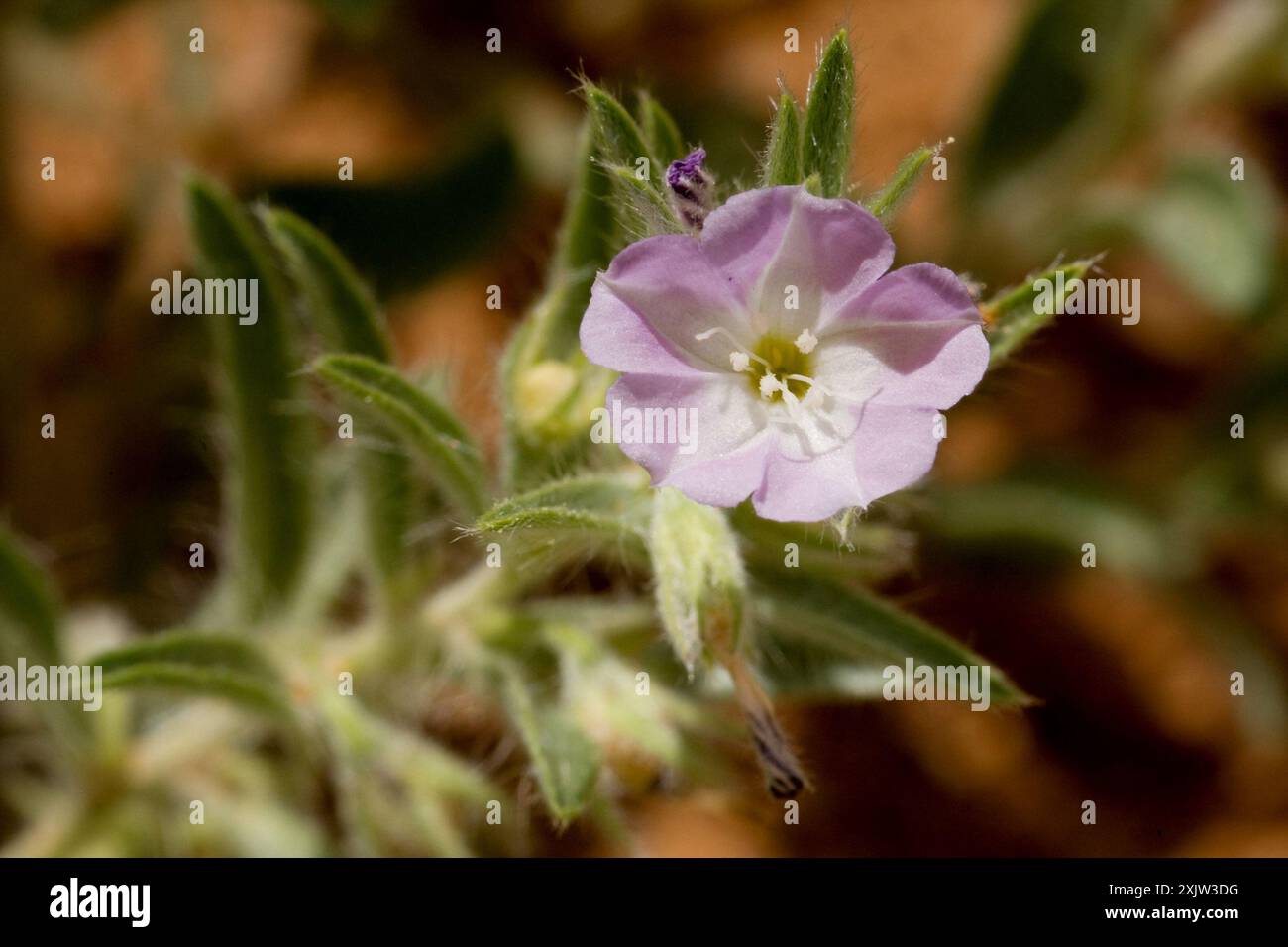 Evolvulus nuttallianus hi-res stock photography and images - Alamy