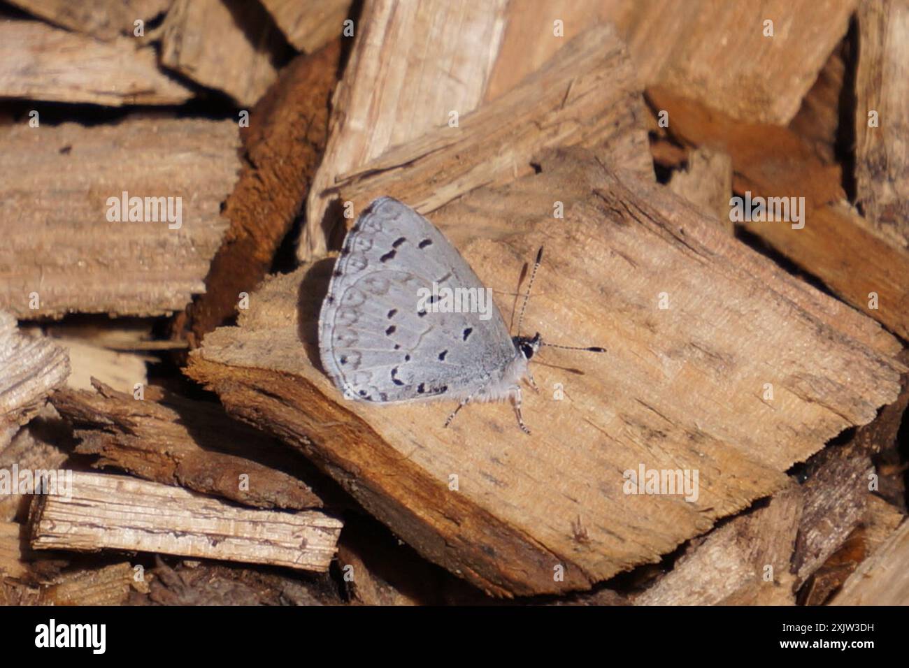 Spring Azure (Celastrina ladon) Insecta Stock Photo - Alamy