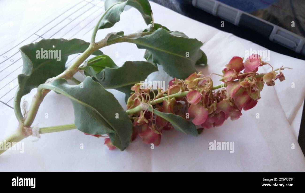 winged dock (Rumex venosus) Plantae Stock Photo - Alamy