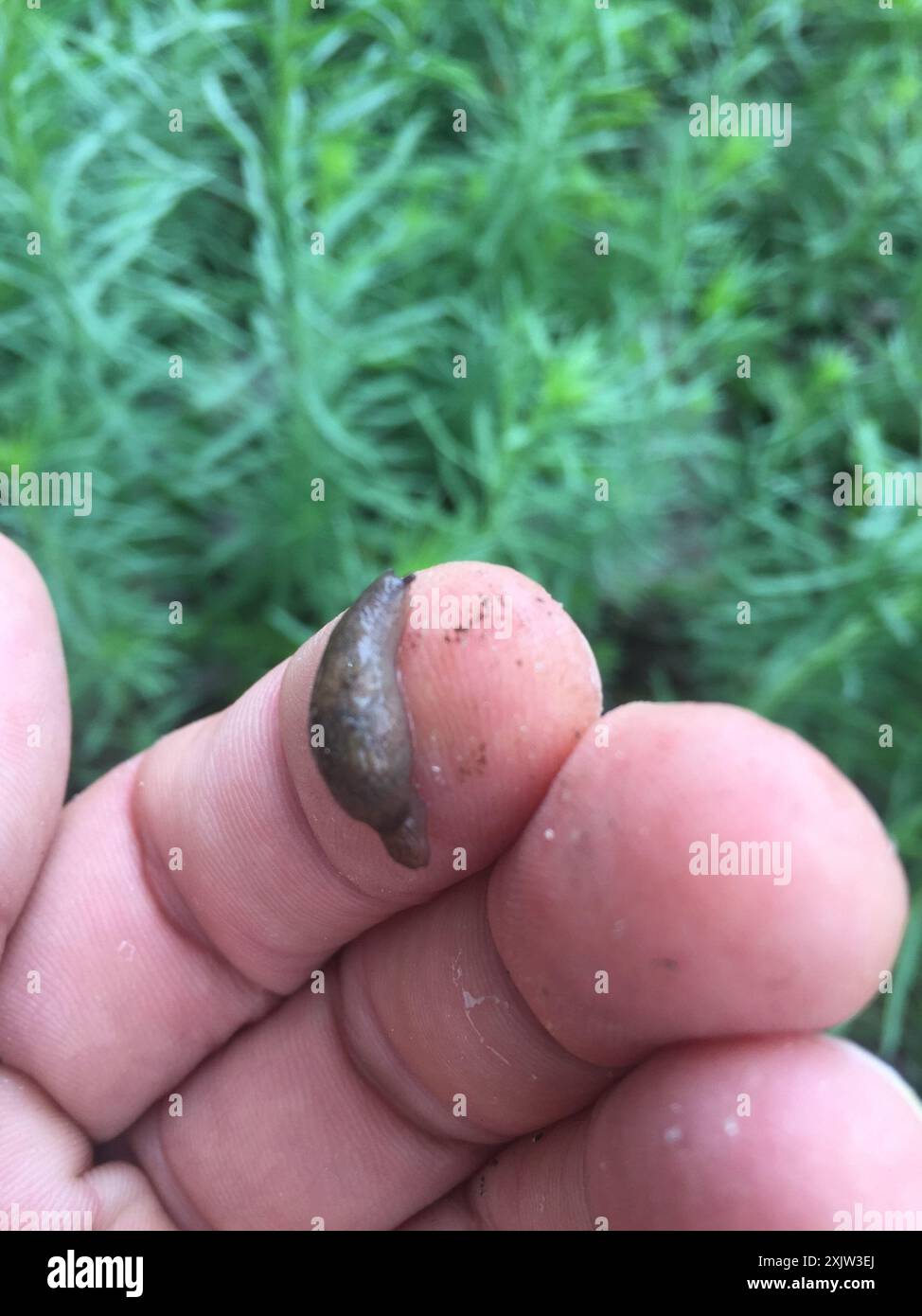 Smooth Land Slugs (Deroceras) Mollusca Stock Photo - Alamy