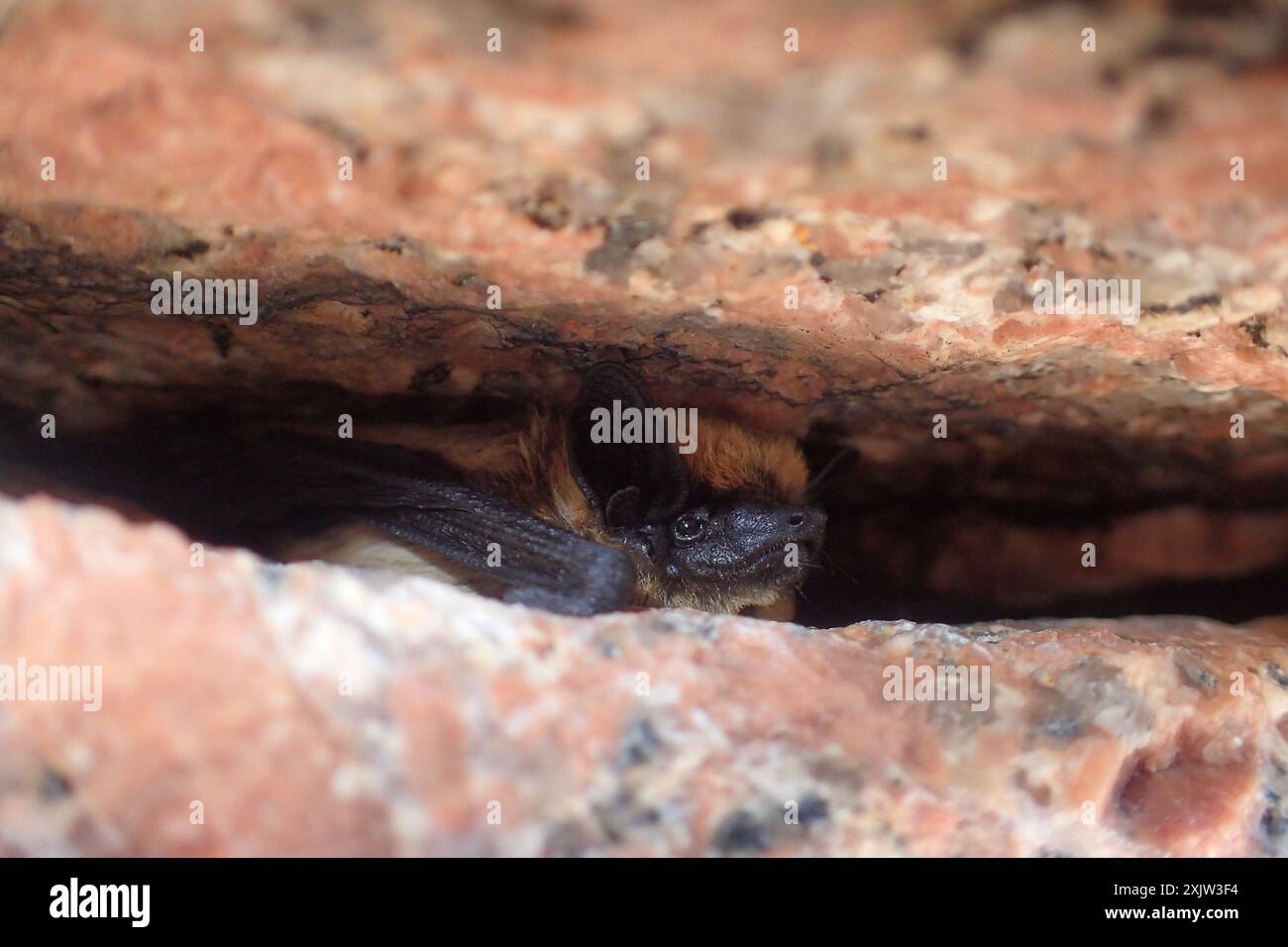 Canyon bat hi-res stock photography and images - Alamy
