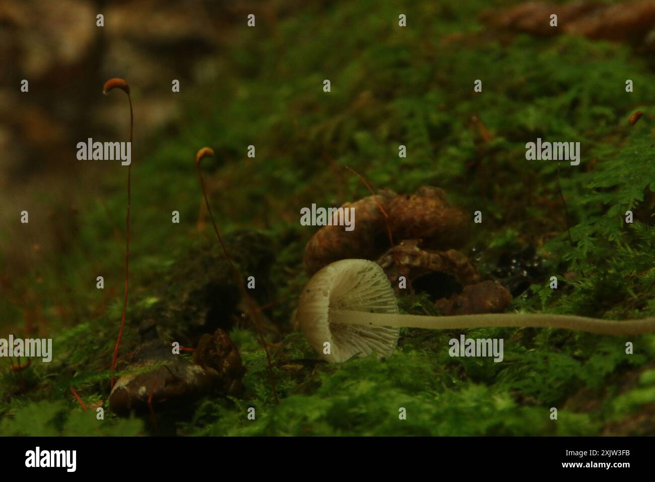 Moss Bells (Galerina) Fungi Stock Photo - Alamy