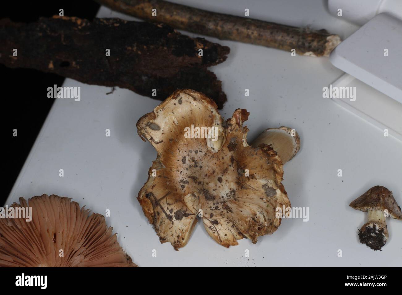 Inocybe napipes hi-res stock photography and images - Alamy