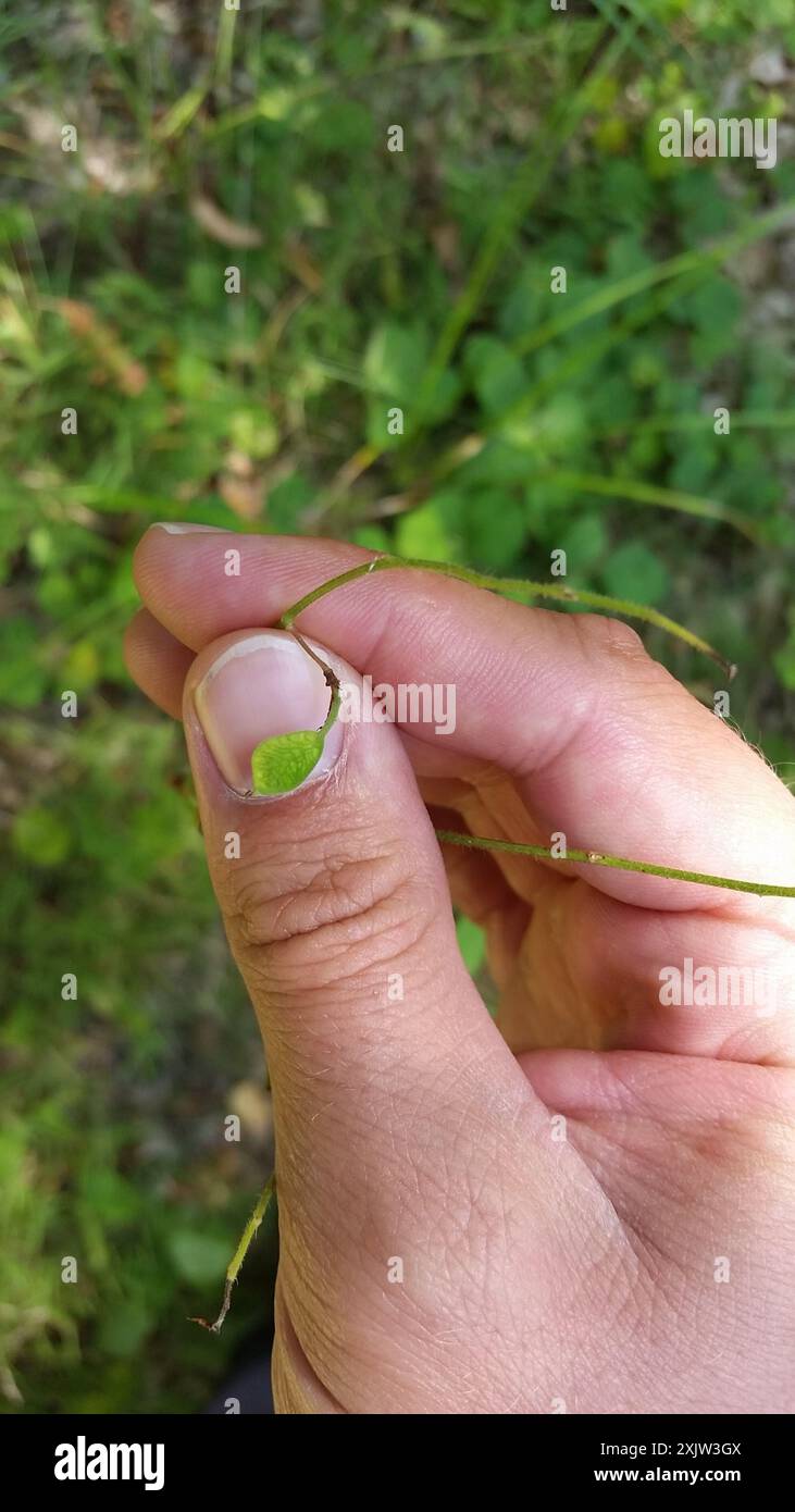 Round-leaved Trailing Tick-trefoil (Desmodium rotundifolium) Plantae ...