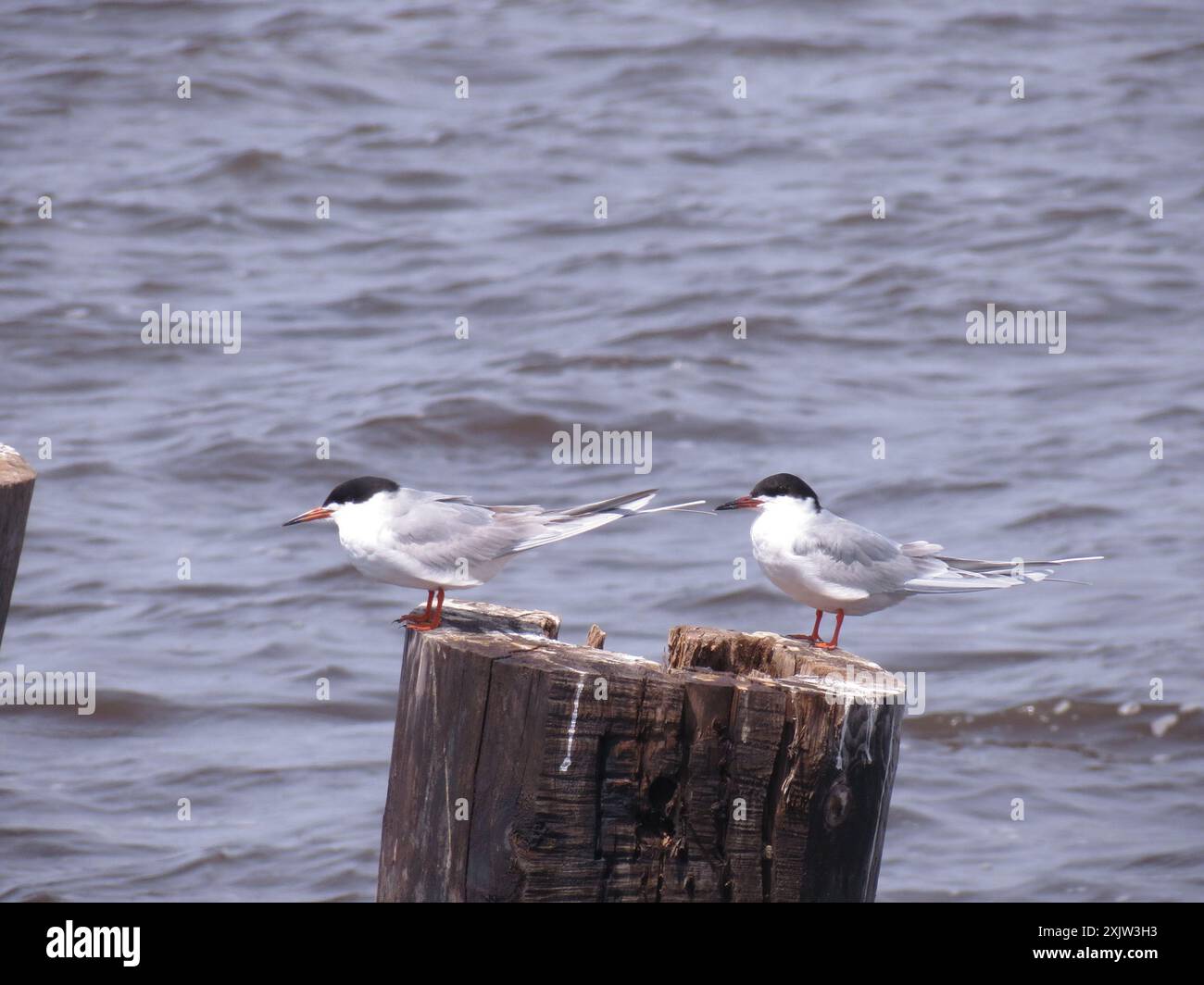 Forster's Tern (Sterna forsteri) Aves Stock Photo - Alamy