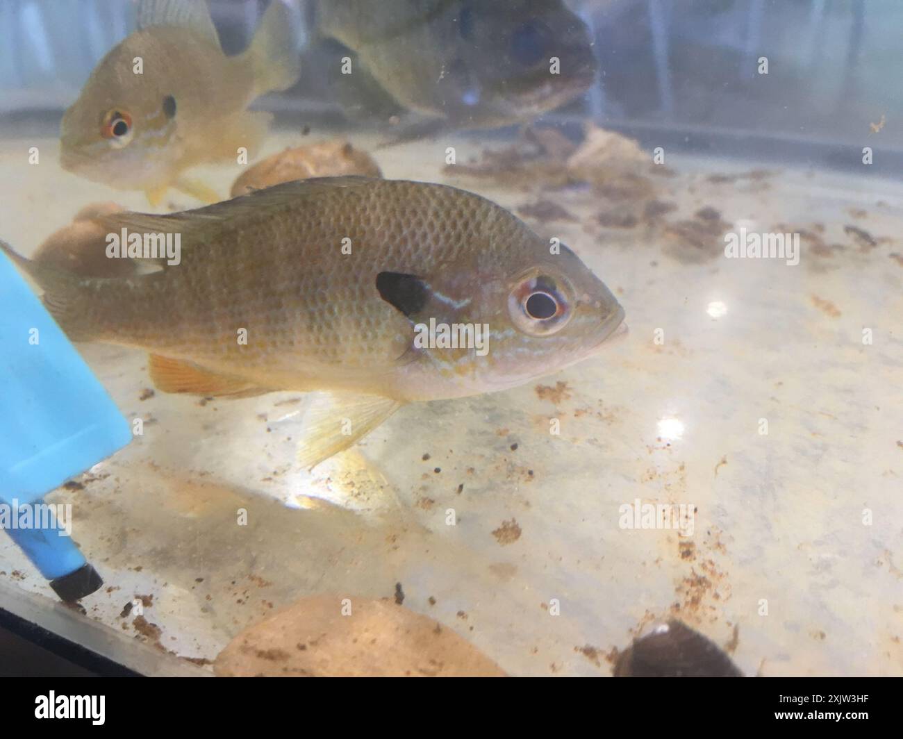 Longear Sunfish Complex (Lepomis megalotis) Actinopterygii Stock Photo ...