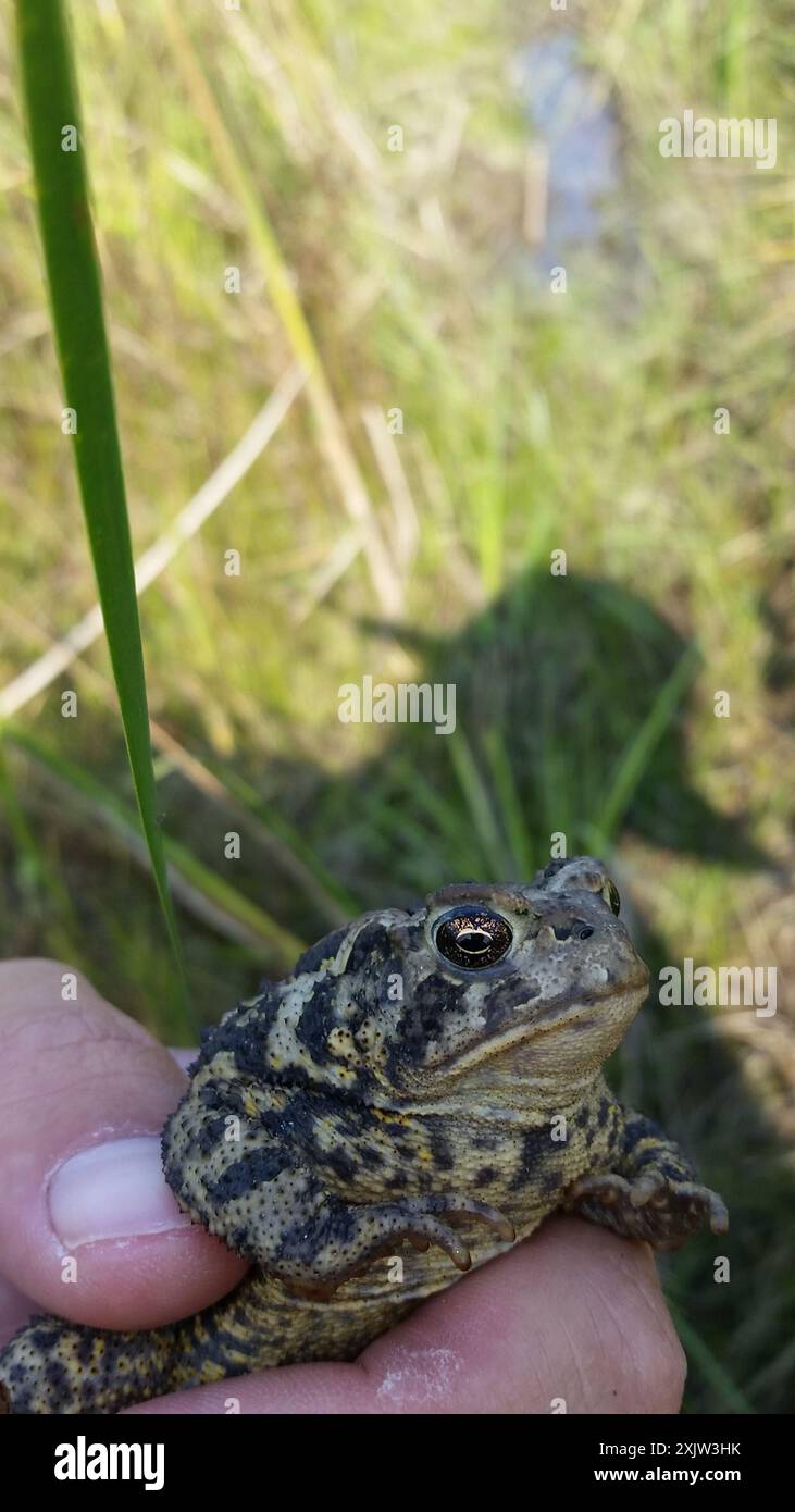 American Toad (Anaxyrus americanus) Amphibia Stock Photo - Alamy