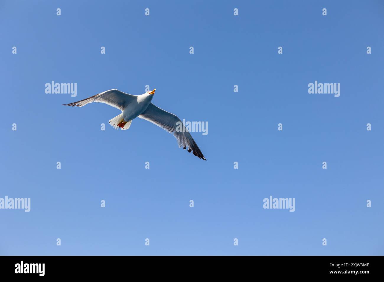 Seagull or sea gull flying in blue sky, flight concept. Strength ...