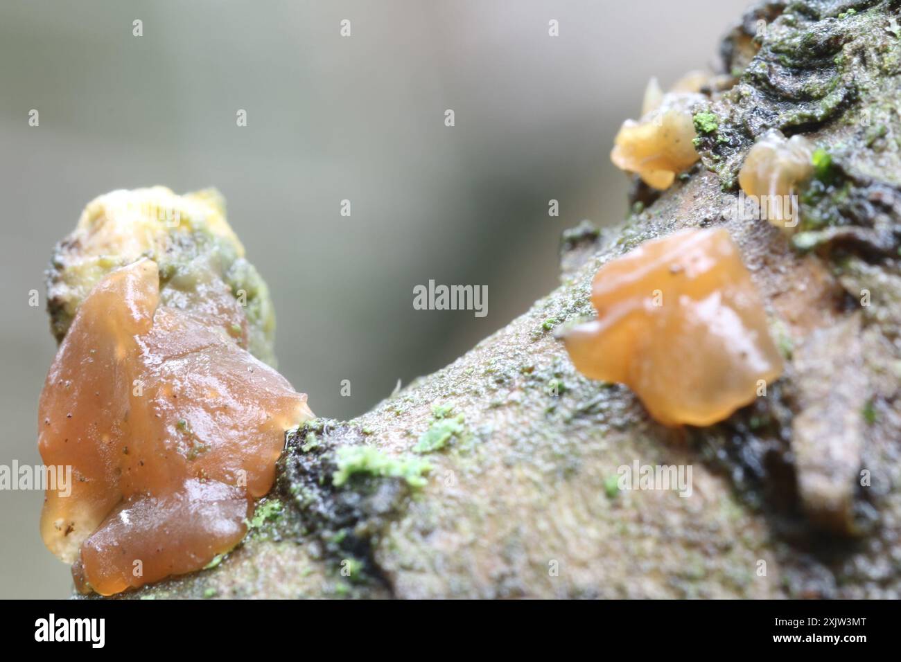 Crystal Brain Fungus (Myxarium nucleatum) Fungi Stock Photo - Alamy