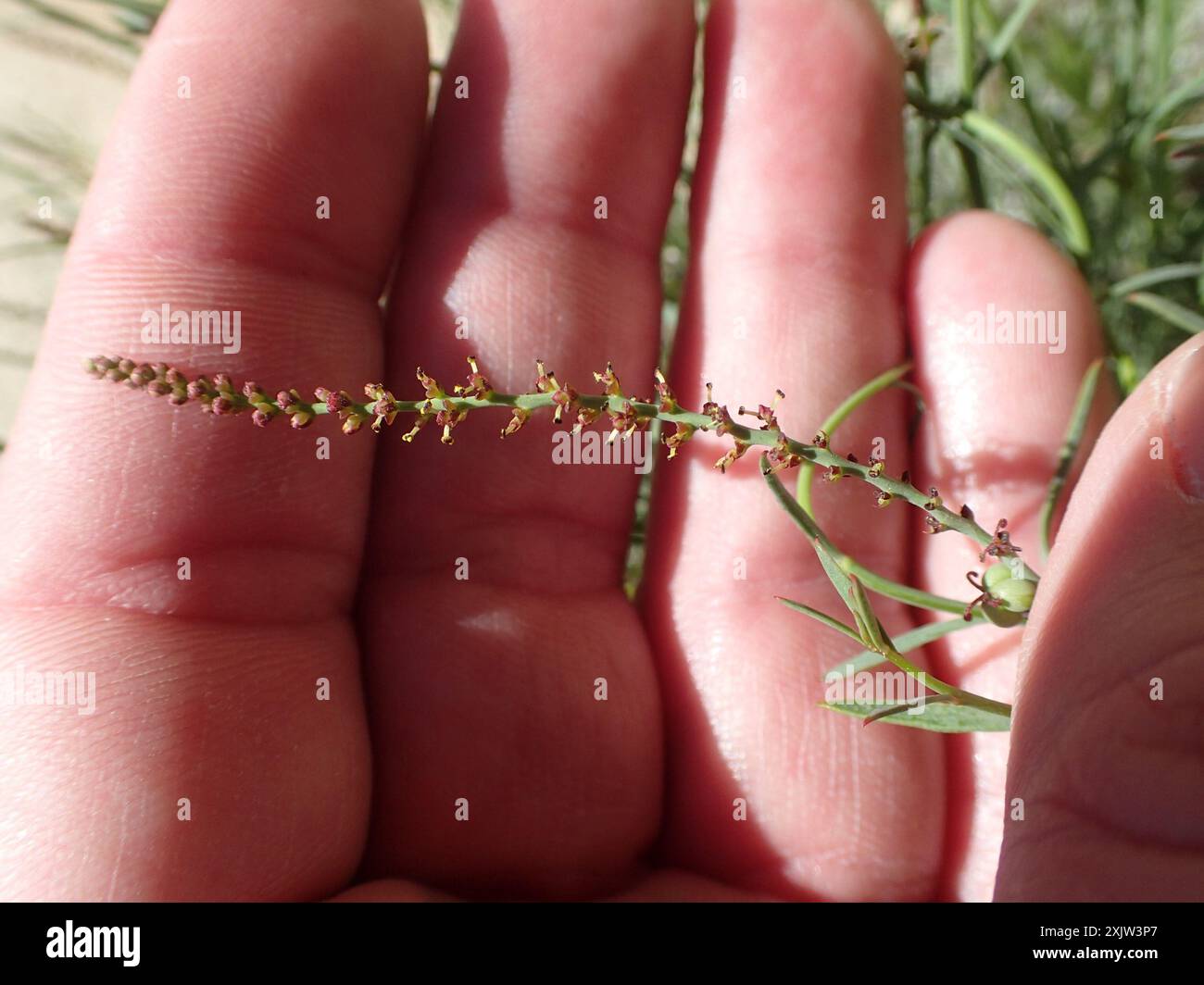 Narrow-leaved Stillingia (Stillingia linearifolia) Plantae Stock Photo ...