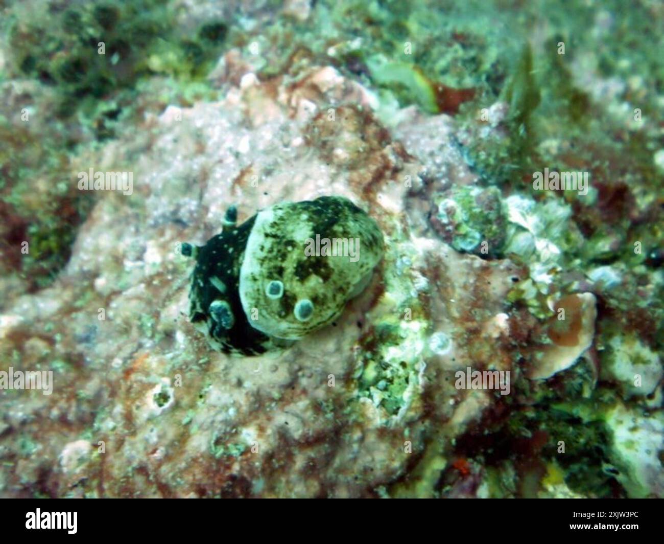 Variable Nudibranch (Aphelodoris luctuosa) Mollusca Stock Photo - Alamy