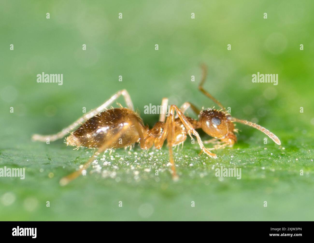 American Winter Ant (Prenolepis imparis) Insecta Stock Photo - Alamy