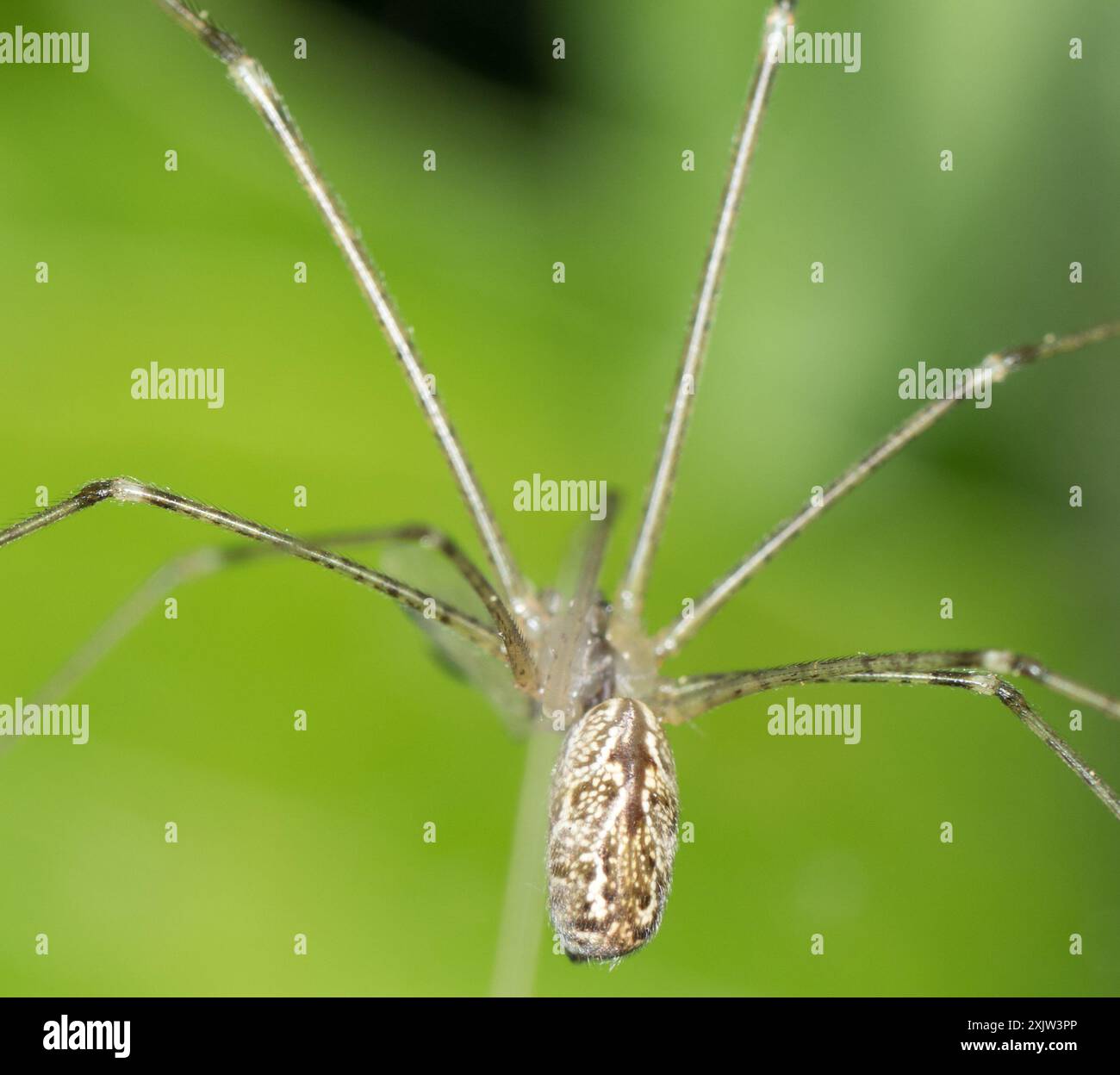 Marbled Cellar Spider (Holocnemus pluchei) Arachnida Stock Photo - Alamy