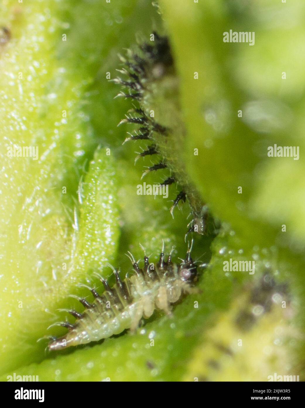 Buffalo Treehoppers and allies (Ceresini) Insecta Stock Photo - Alamy