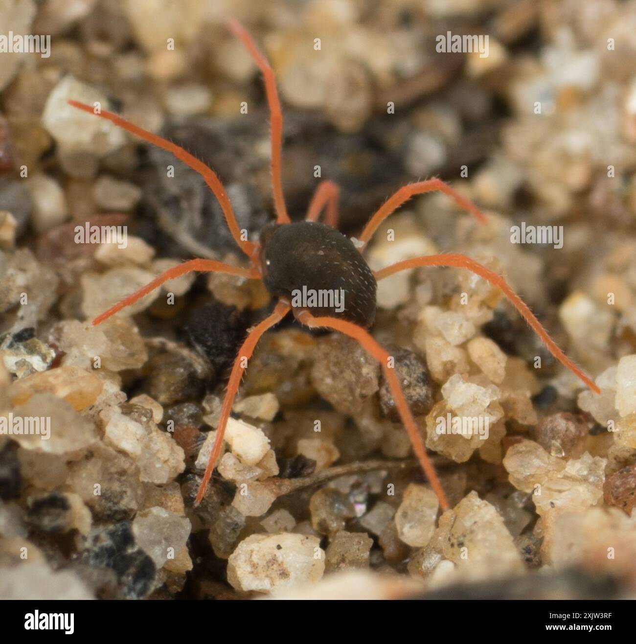 Trombidiform hi-res stock photography and images - Alamy