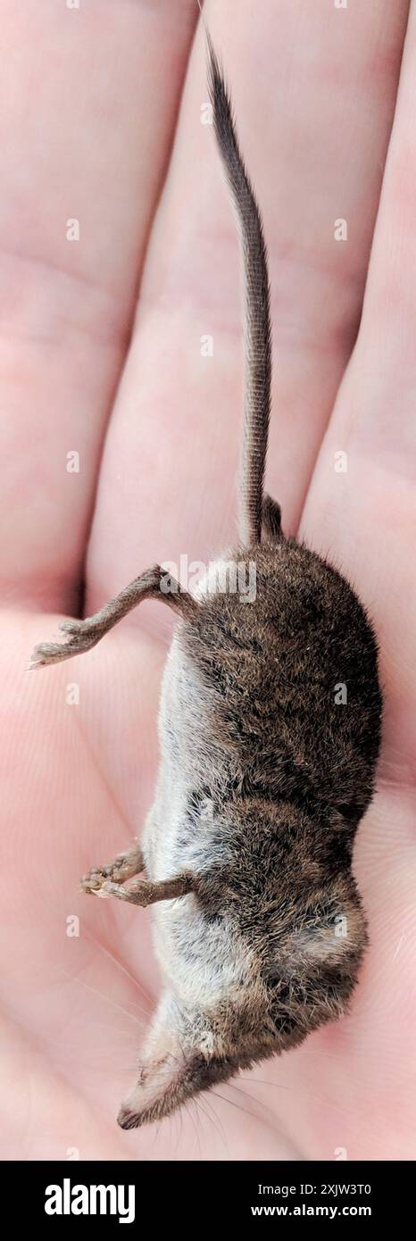 Sorex cinereus hi-res stock photography and images - Alamy