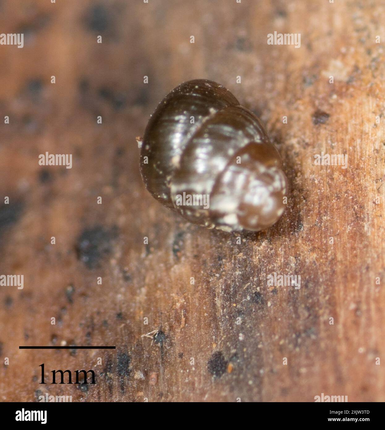 Chrysalis Snails and Allies (Pupilloidea) Mollusca Stock Photo - Alamy