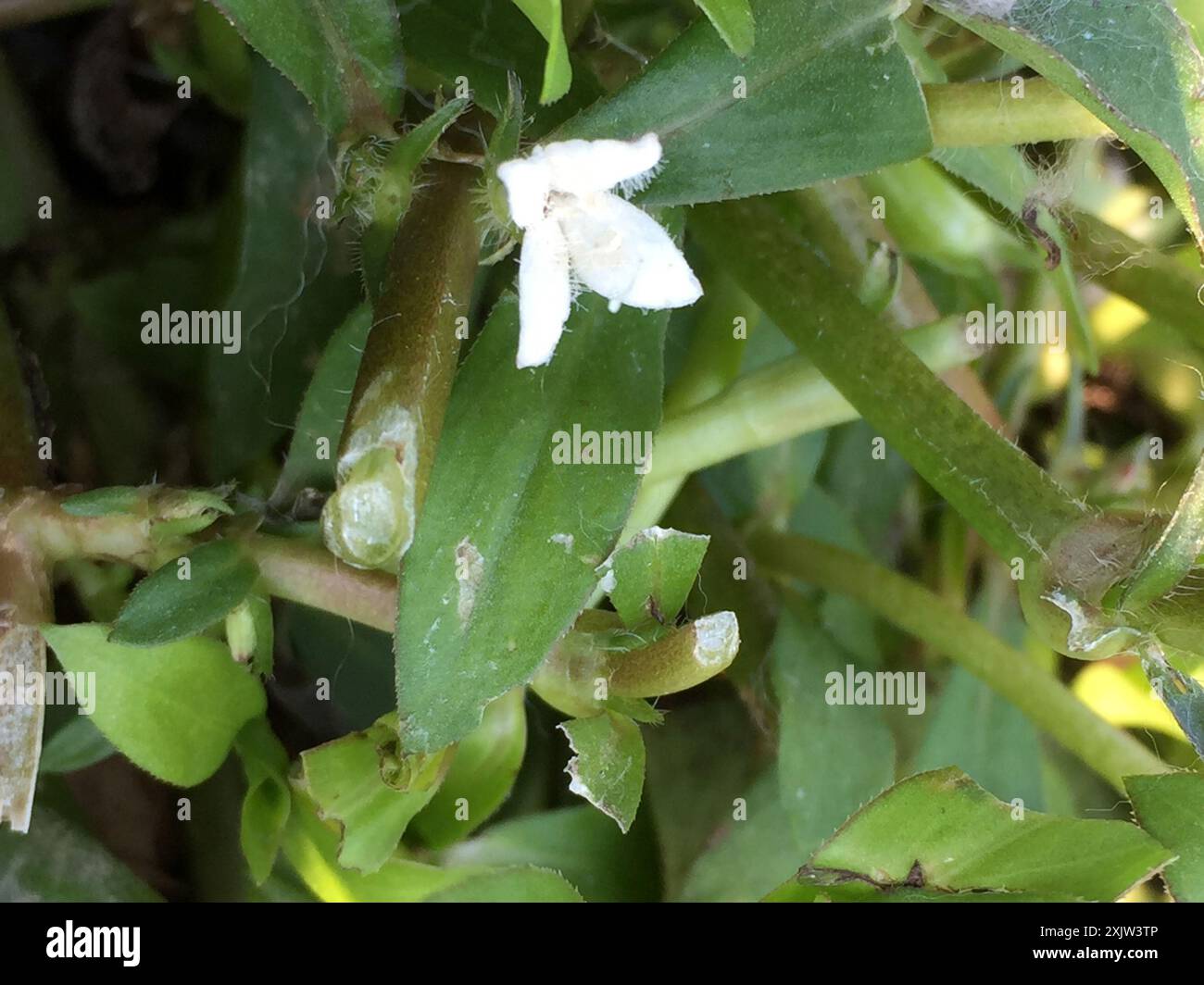 buttonweed (Diodia virginiana) Plantae Stock Photo - Alamy
