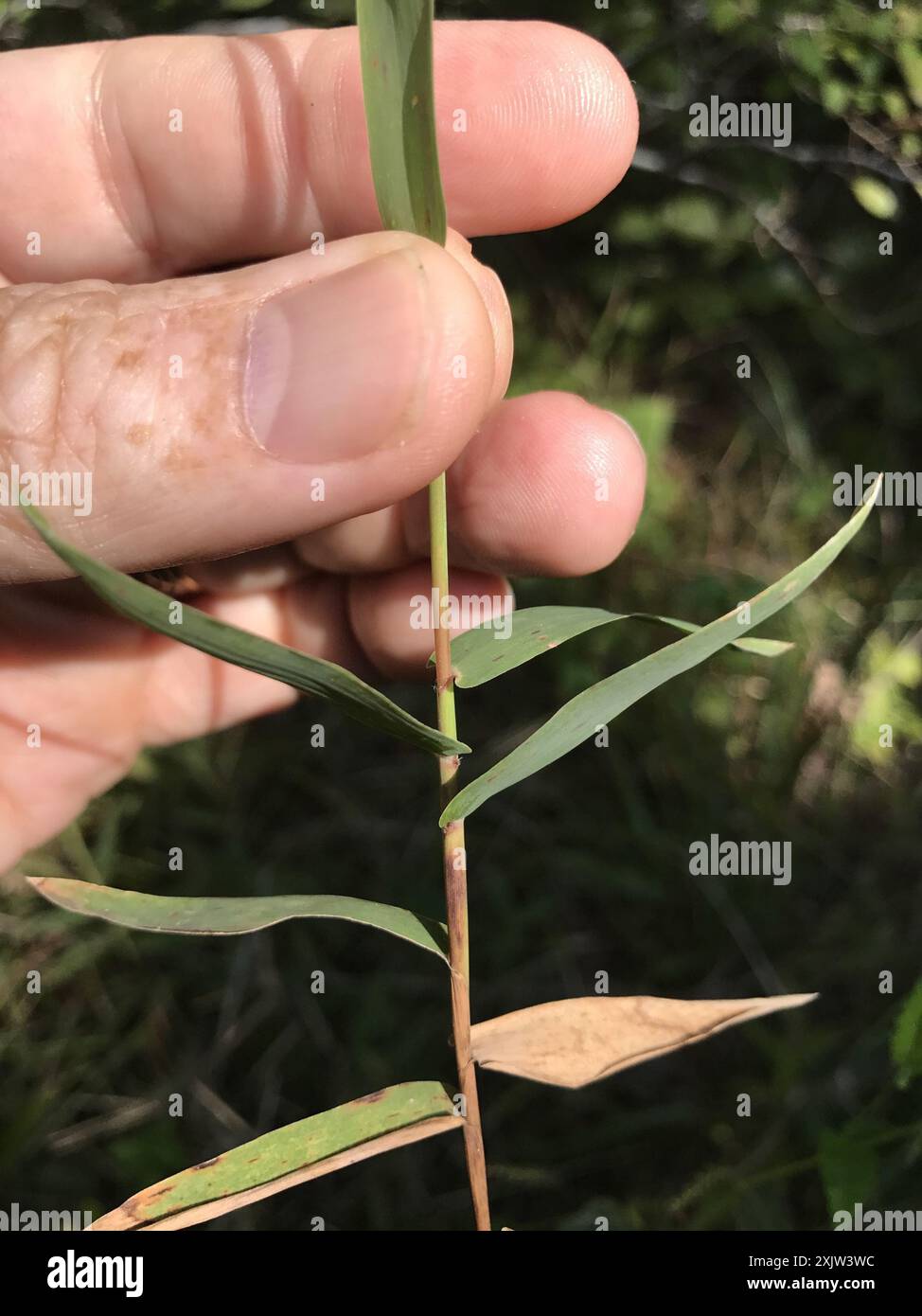 Shortleaf Skeletongrass (Gymnopogon brevifolius) Plantae Stock Photo ...