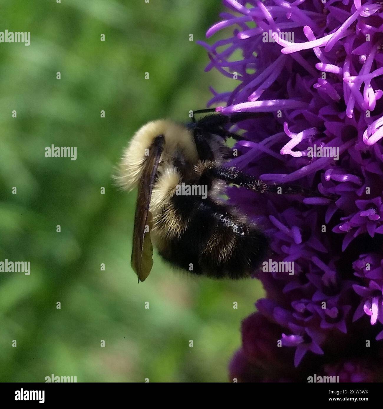 Two-spotted Bumble Bee (Bombus bimaculatus) Insecta Stock Photo - Alamy