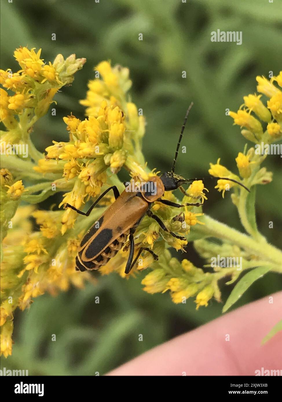 Goldenrod Soldier Beetle (Chauliognathus pensylvanicus) Insecta Stock ...