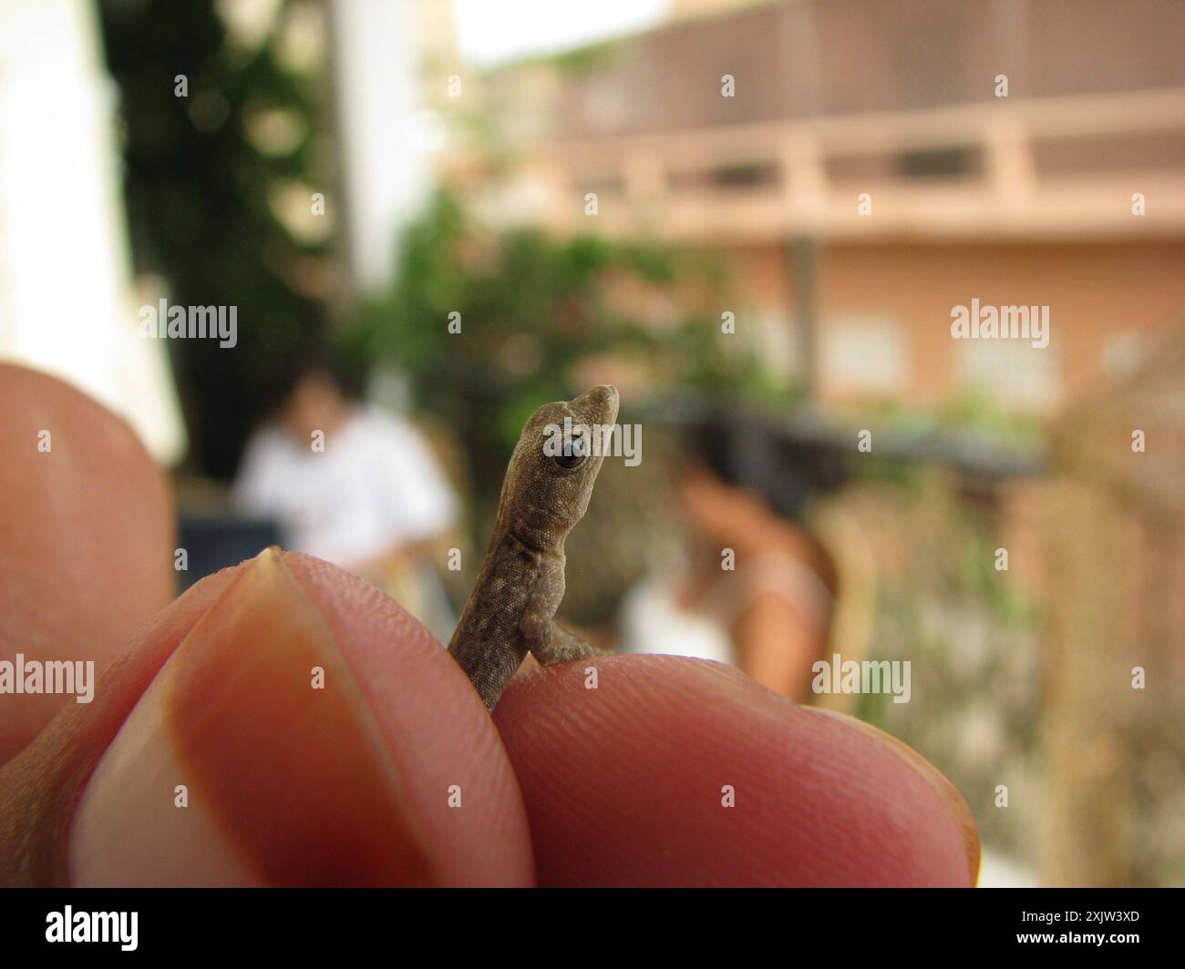 Afro-Neotropical Dwarf Geckos (Lygodactylus) Reptilia Stock Photo - Alamy