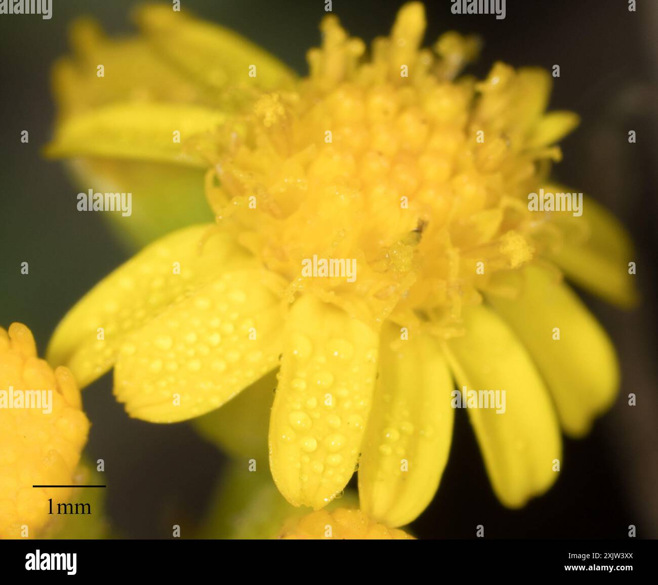 fireweed groundsel (Senecio linearifolius) Plantae Stock Photo - Alamy